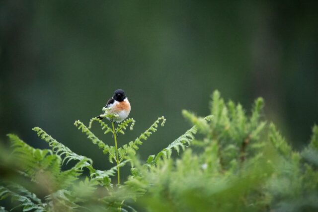 Birds in Your Ferns? Discover 4 Clever Tactics to Keep Them at Bay ...