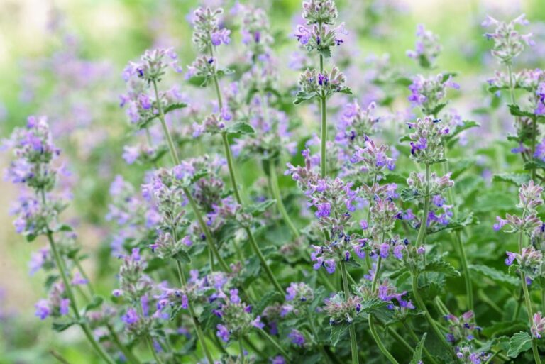 What to Plant with Roses (And What to Stay Away From) - The Practical ...
