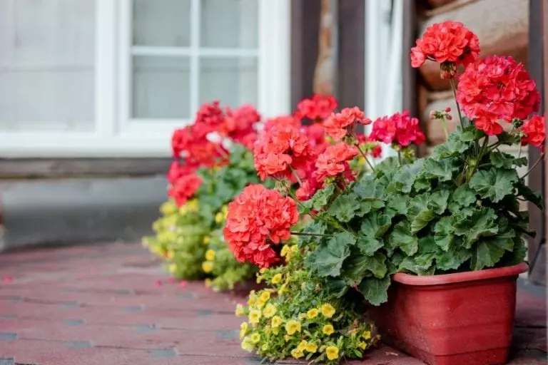 What to Plant with Geraniums in Containers (Companion Planting Tips ...
