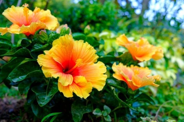 How Often Should You Water Your Hibiscus? - The Practical Planter