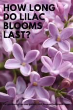 Turn Back the Clock on Fading Lilac Blooms: Tips to Prolong Their ...