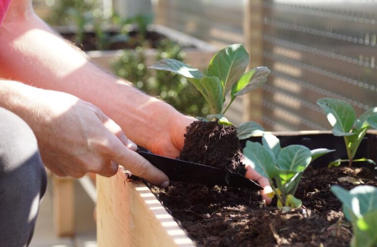 How Far Apart Do I Need to Plant My Cabbage? - The Practical Planter