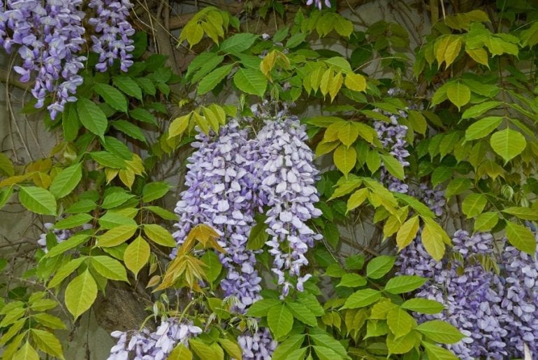 How to Control or Kill Unwanted Wisteria - The Practical Planter