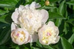 How to Propagate Peonies (Via Seeds or Division) - The Practical Planter
