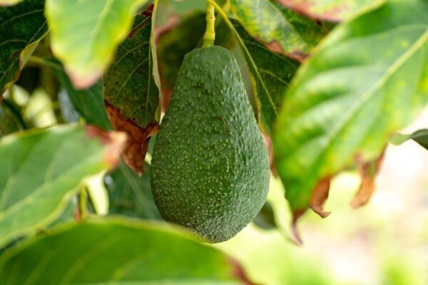 How to Save a Dying Avocado Tree (9 Steps You Should Take) - The ...