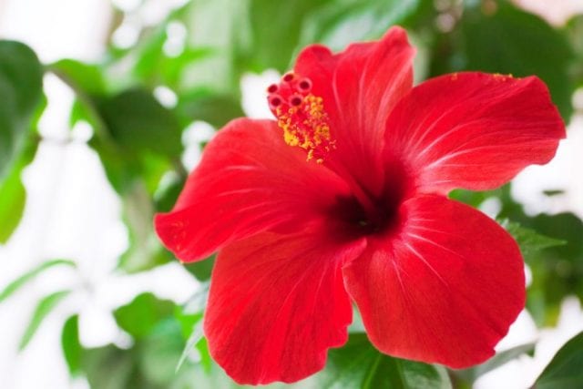 How to Propagate Hibiscus (From Seeds or Cuttings) - The Practical Planter