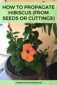 How to Propagate Hibiscus (From Seeds or Cuttings) - The Practical Planter