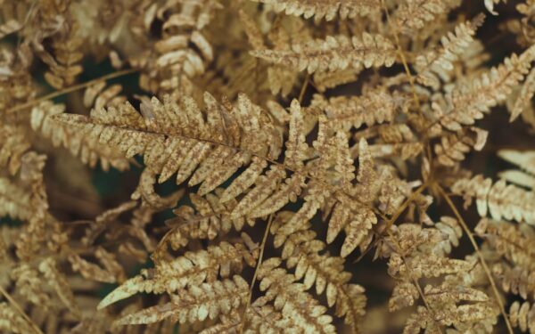 How to Save a Dying Fern (Indoor or Outdoor) - The Practical Planter