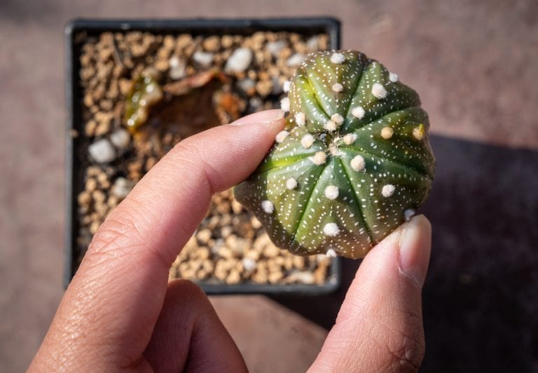 5 Simple Ways to Save a Dying Cactus - The Practical Planter