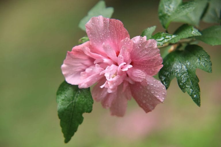 How to Propagate Hibiscus (From Seeds or Cuttings) - The Practical Planter