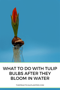 What to Do with Tulip Bulbs After They Bloom in Water - The Practical ...