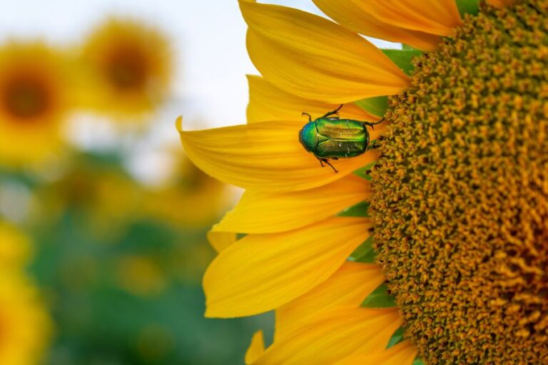 Sunflowers Drooping? The 3 Main Culprits Behind Your Sad Plants - The ...