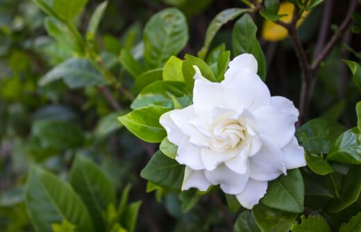 When Do Gardenias Bloom? (And How to Encourage It) - The Practical Planter