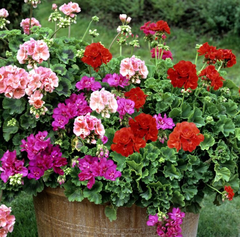 What to Plant with Geraniums in Containers (Companion Planting Tips ...