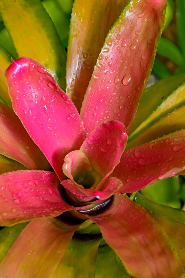 Here’s What to Do When Your Bromeliad Flower Is Turning Brown - The ...