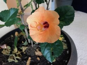 Indoor Hibiscus Care Guide: Unleash Tropical Blooms Inside Your Home ...