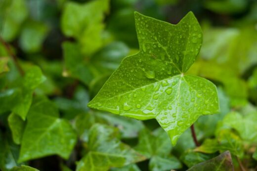 How Fast Does Ivy Grow on a Fence? (Growth Factors to Know) - The ...