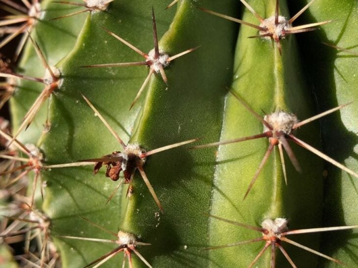 The Surprisingly Massive Heights Cacti Can Reach If Left To Grow - The ...