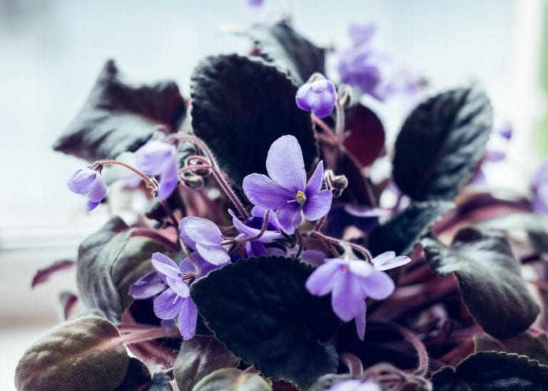 Your African Violets are Crying for Help! Restore Sad, Drooping Plants ...