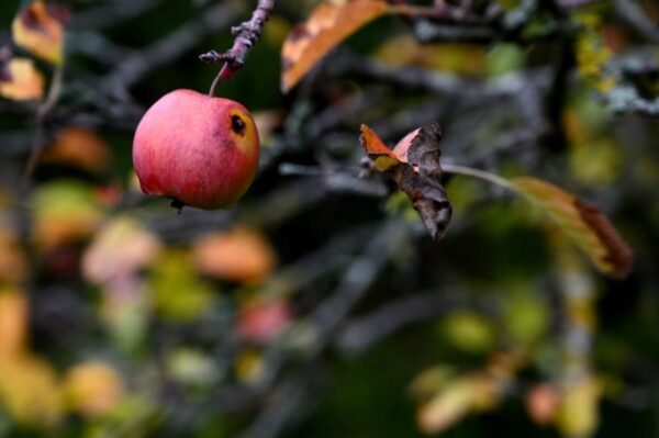 Is Your Apple Tree Dying? Here's What to Do - The Practical Planter