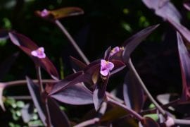 29 Plants That Grow in Water Only (Without a Hydroponic System) - The ...