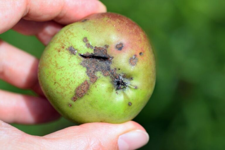 Is Your Apple Tree Dying? Here's What to Do - The Practical Planter