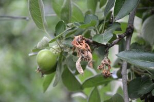 Is Your Apple Tree Dying? Here's What to Do - The Practical Planter