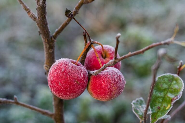 Apple Tree Not Flowering? (Step You Should Take) - The Practical Planter