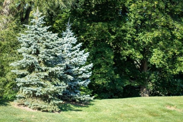 How Fast Do Pine Trees Grow? (And Which Grow the Fastest?) - The ...