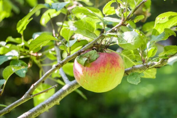 Apple Tree Not Flowering? (Step You Should Take) - The Practical Planter