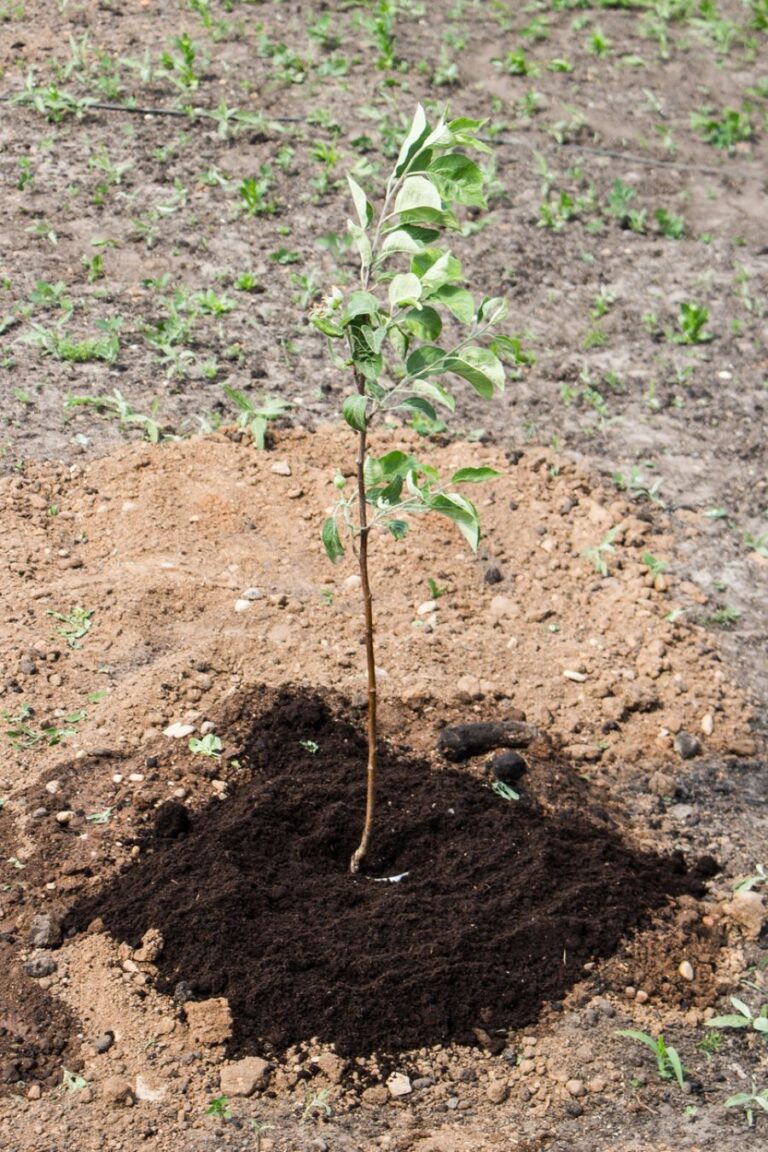 Apple Tree Not Flowering? (Step You Should Take) - The Practical Planter