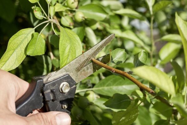 Apple Tree Not Flowering? (Step You Should Take) - The Practical Planter