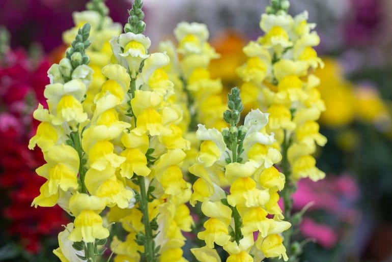 A Guide to Snapdragon Care in Pots - The Practical Planter
