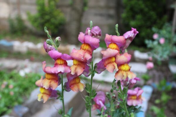 A Guide to Snapdragon Care in Pots - The Practical Planter
