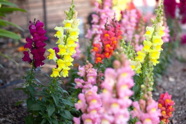 A Guide to Snapdragon Care in Pots - The Practical Planter