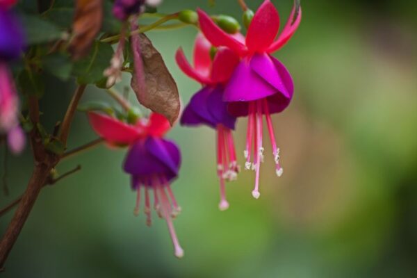 4 Reasons You May See Yellow or Brown Leaves on Your Fuchsia Plant ...