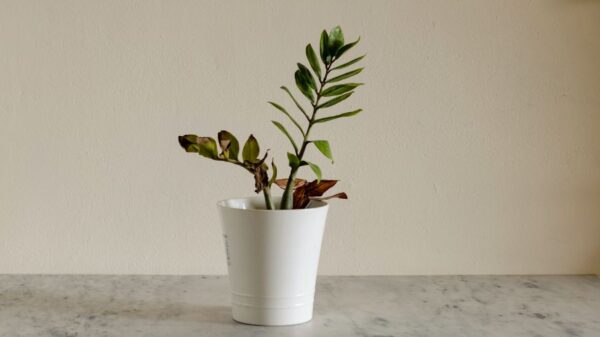 Why Is My ZZ Plant Drooping? (3 Things to Check) - The Practical Planter