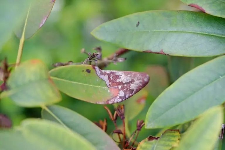 How to Save a Dying Rhododendron (In 4 Steps) - The Practical Planter
