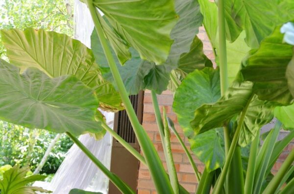 Why Is My Elephant Ear Plant Drooping? (5 Reasons) - The Practical Planter