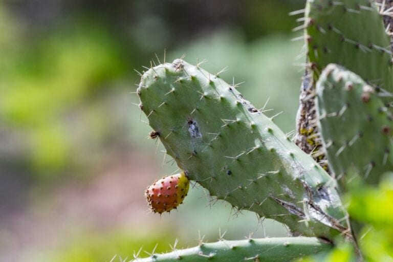 Those Black Spots You Don't Want on Your Cactus (And What To Do) - The ...