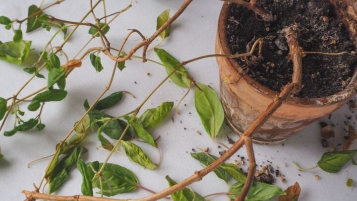 4 Reasons You May See Yellow or Brown Leaves on Your Fuchsia Plant ...