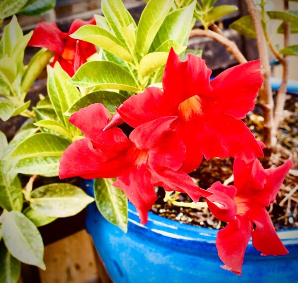 6 Reasons for the Leaves on Mandevilla Turning Yellow - The Practical ...
