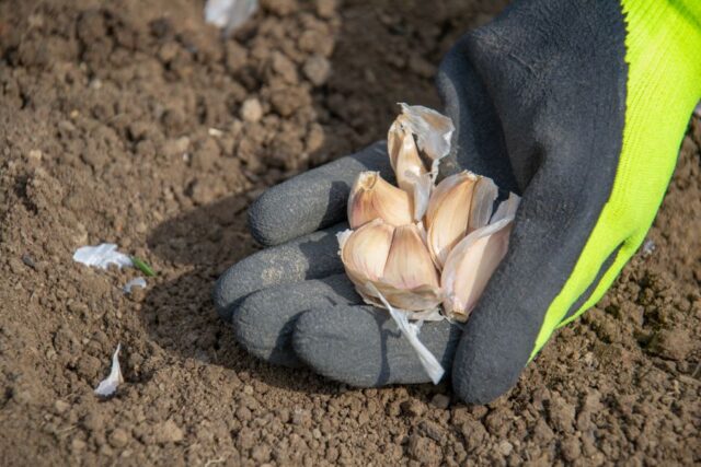 6 Easy Ways to Get Rid of Crickets in Your Garden - The Practical Planter