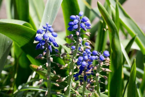 Common Indoor Hyacinth Problems and Solutions - The Practical Planter