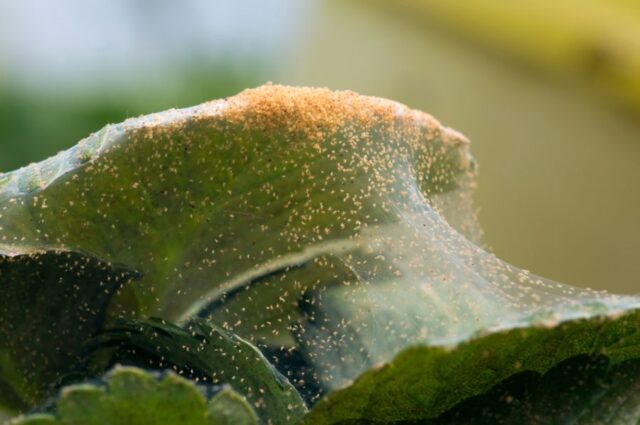 Here's Why Your Monstera Is Turning Yellow (13 Causes) - The Practical ...