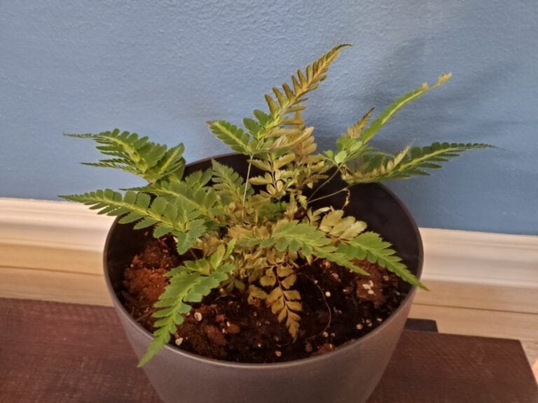 Is Your Fern Turning Brown or Yellow? (5 Common Causes) - The Practical ...