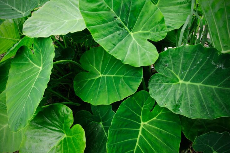 Why Is My Elephant Ear Plant Drooping? (5 Reasons) - The Practical Planter