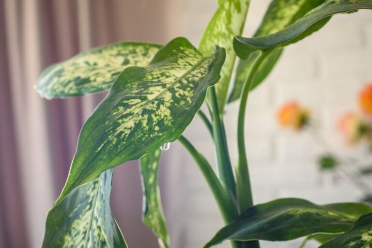 Dumb Cane Leaves Turning Yellow or Brown? Here's How to Diagnose and ...