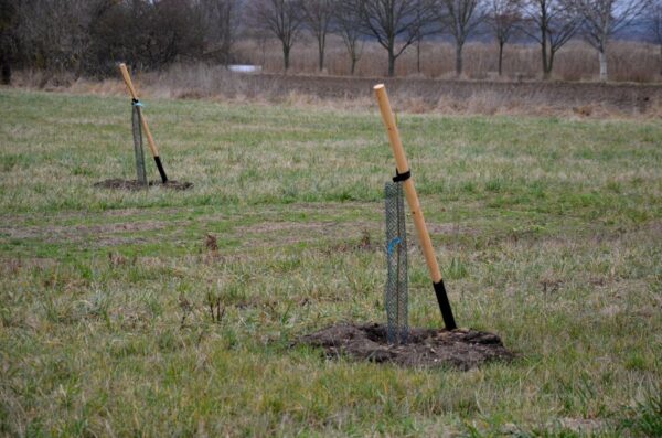 7 Effective Ways to Keep Deer Away from Your Trees - The Practical Planter