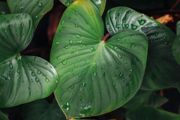 Why Is My Elephant Ear Plant Drooping? (5 Reasons) - The Practical Planter